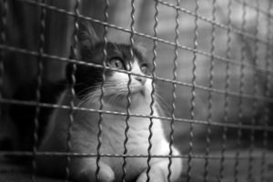 Iris – Writing Center